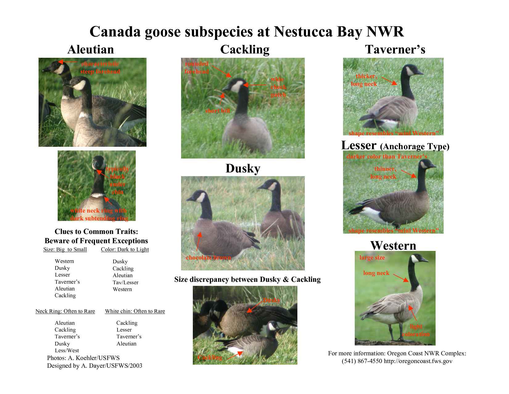 Hunter Tips for Identifying Dusky Geese in the Field - Blind 9