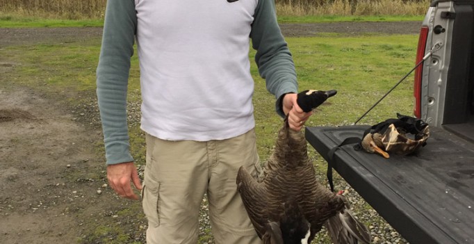 Hunter Tips for Identifying Dusky Geese in the Field - Blind 9