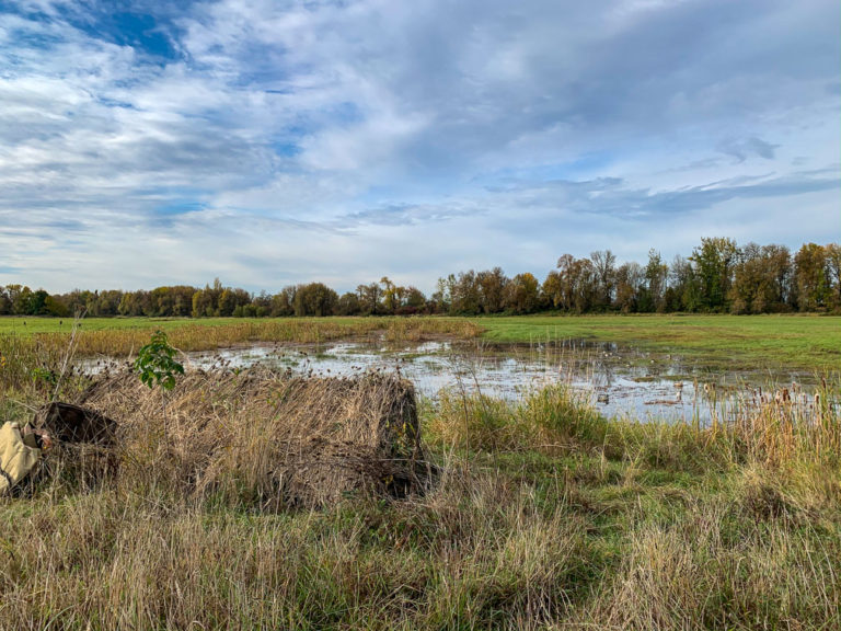 Opening Day Duck 2019 at Ridgefield National Wildlife Refuge - Blind 9
